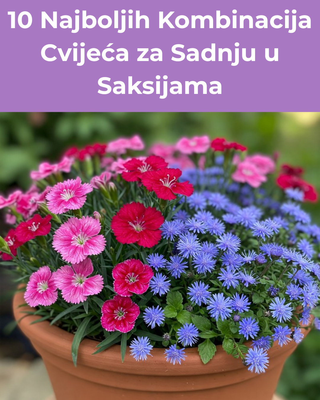 10 Najboljih Kombinacija Cvijeća za Sadnju u Saksijama